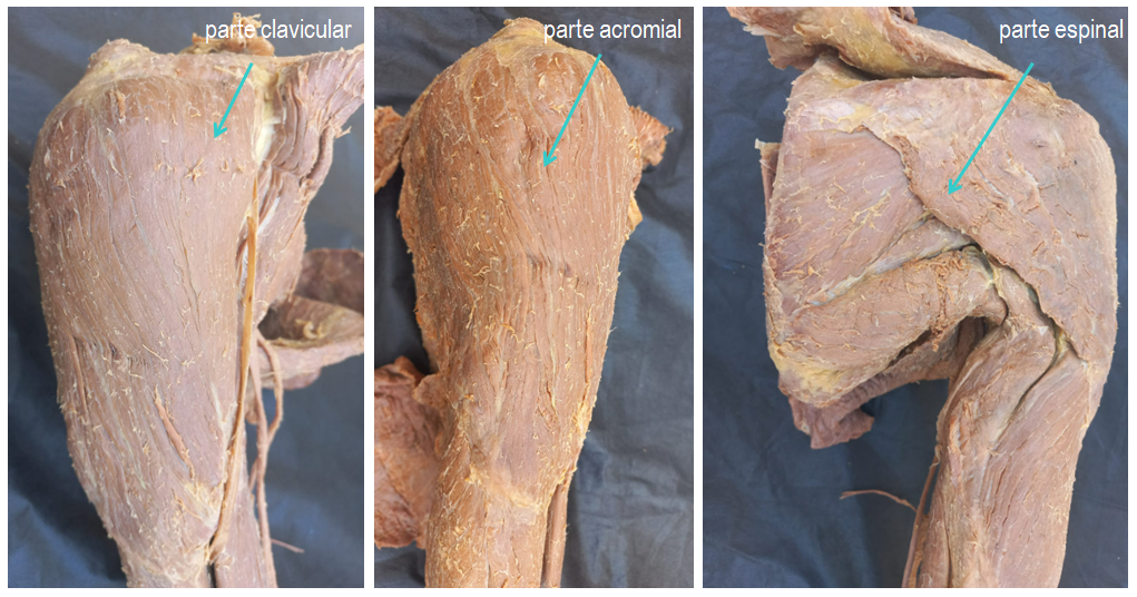 Laboratório Virtual de Anatomia Humana