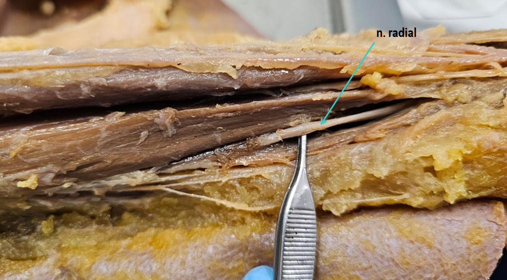 Laboratório Virtual de Anatomia Humana